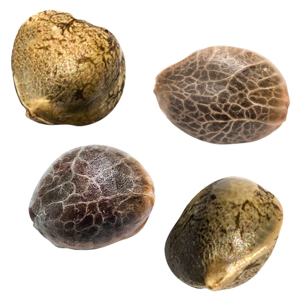 Pedro's Magic Beans - Mystery Mixed Pack Seeds (Autoflower) - Blend - 4 ...