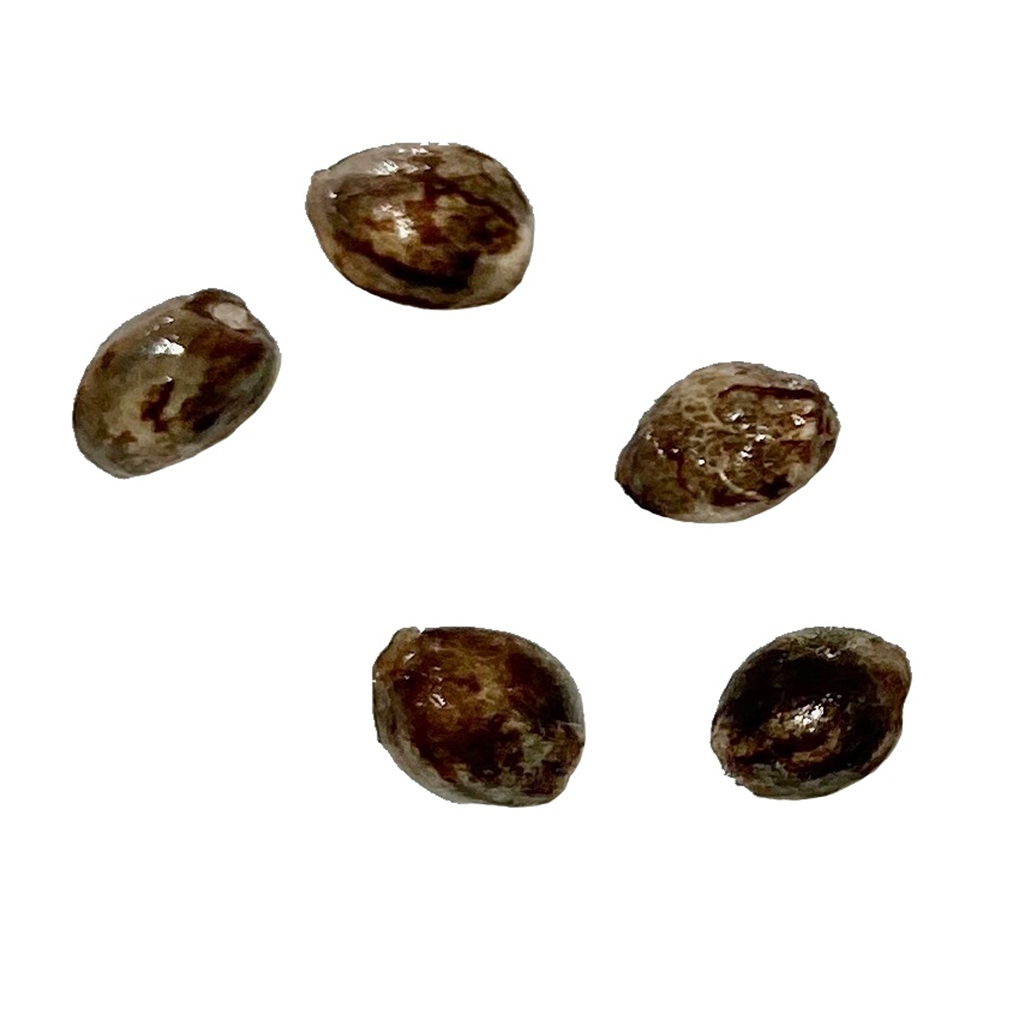 Autoflower Breeder's Club - Exodus UK Cheese THC Seeds (Autoflower ...